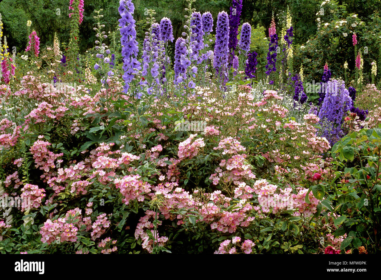 Flower border with Rosa ÔBallerinaÕ and Delphinium Stock Photo - Alamy