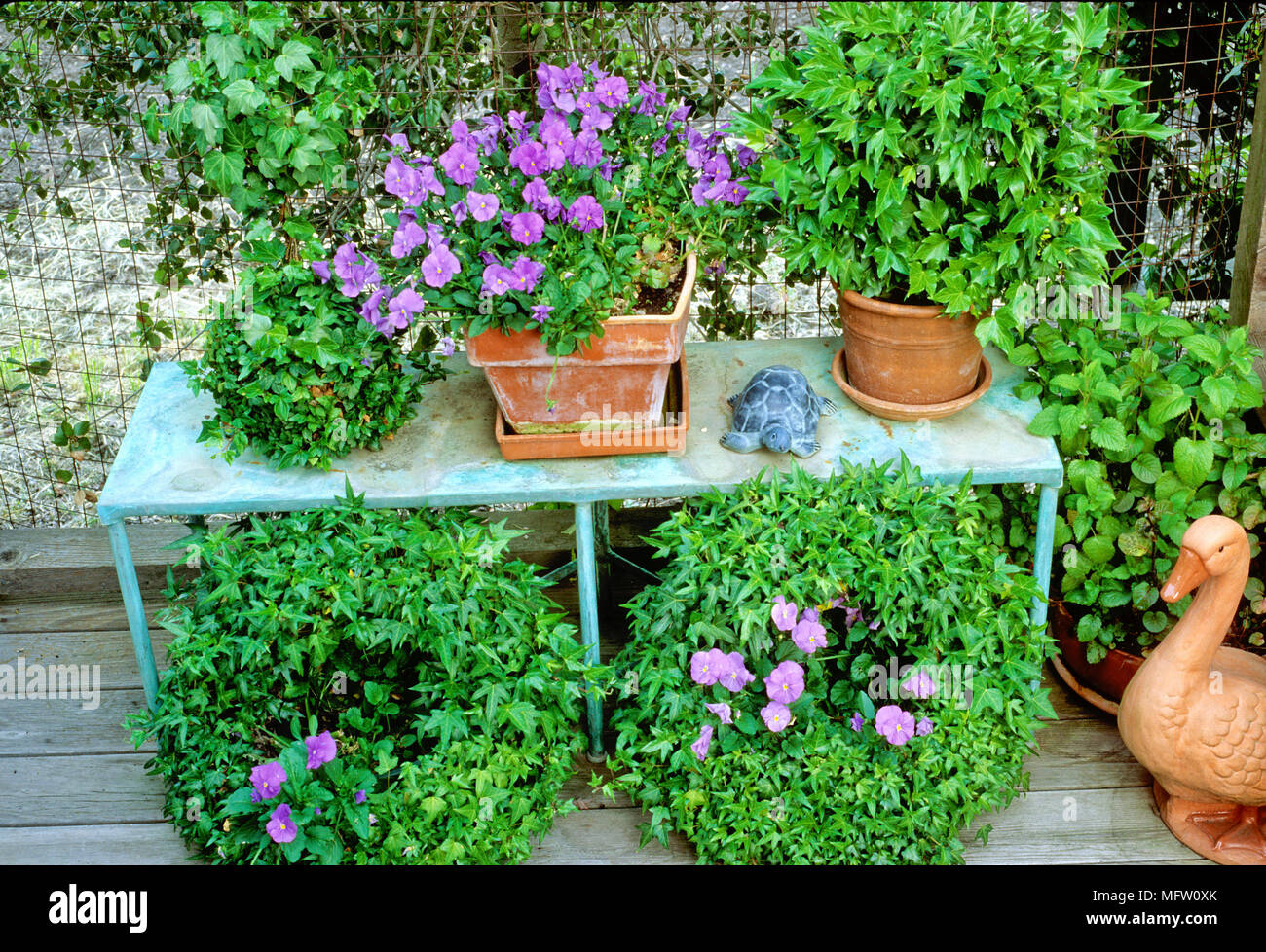 Viola in container hi-res stock photography and images - Alamy