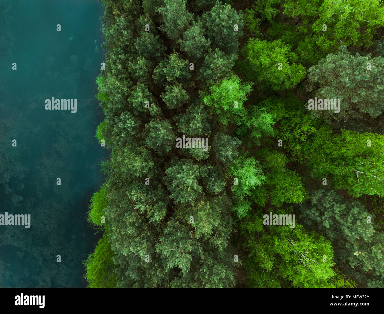 Top view young fly hi-res stock photography and images - Alamy