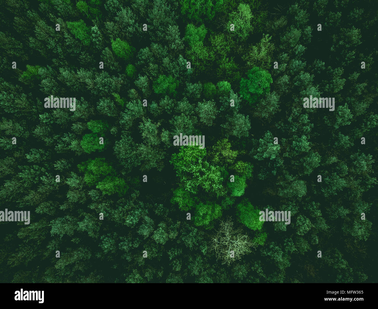 aerial view over forest at spring Stock Photo - Alamy