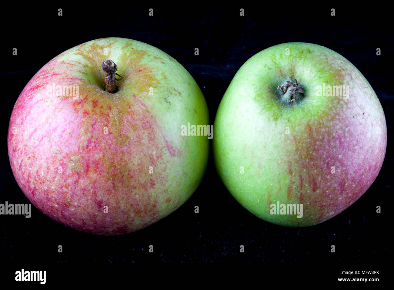 Old German Apple Cultivar "Bohnapfel Stock Photo - Alamy