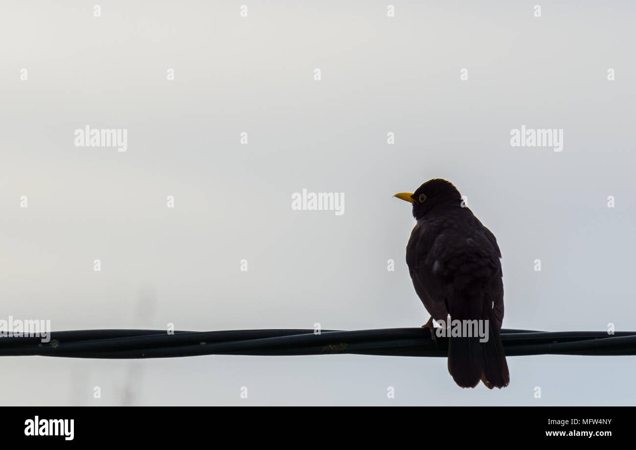 Germany, common blackbird sitting on a wire back view Stock Photo - Alamy