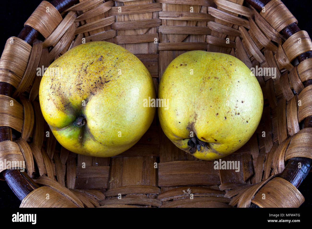 Old German Apple Cultivar "Apfelquitte Stock Photo - Alamy