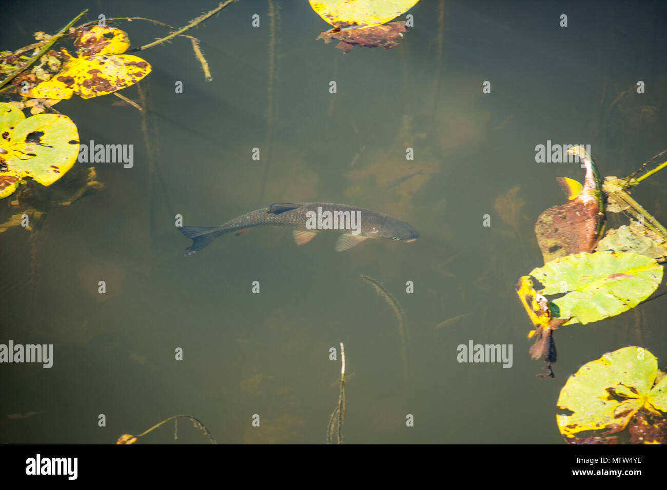 Species of freshwater fish uk hi-res stock photography and images - Alamy