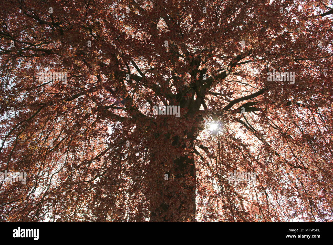 Beautiful tree foliage with sunlight shines trough the red colored ...