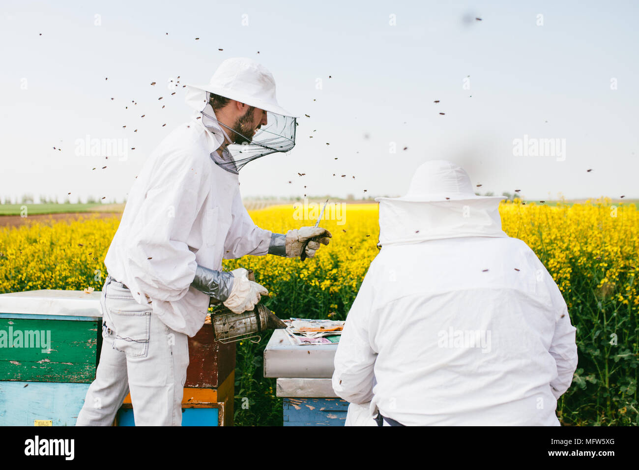 Beekeeper in nice yellow Rapeseed field calming bees with smoke Stock ...