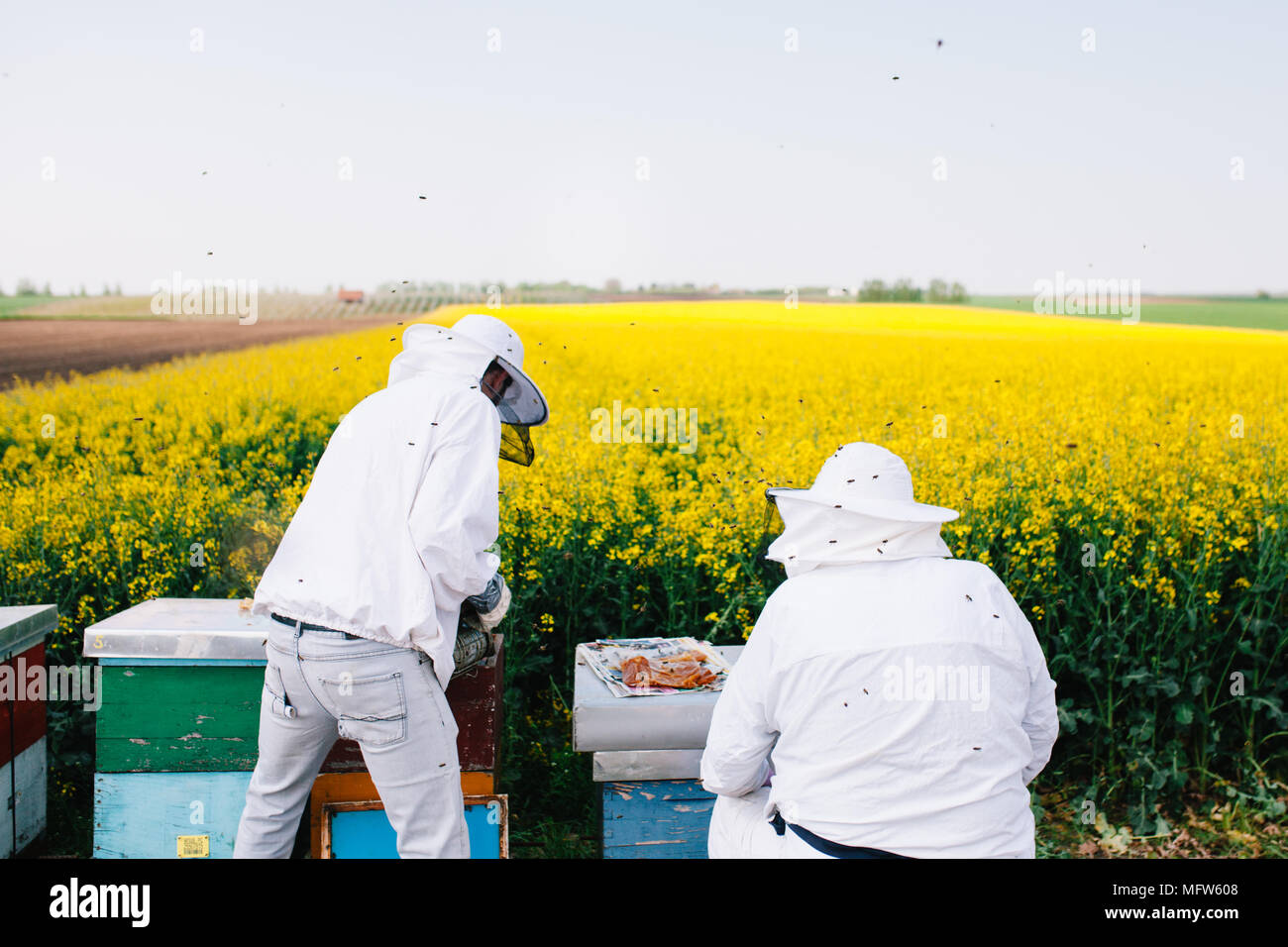 Beekeeper work in beehive field hi-res stock photography and images - Alamy