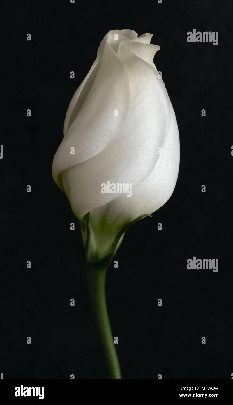 White Eustoma syn. Lisianthus Stock Photo - Alamy