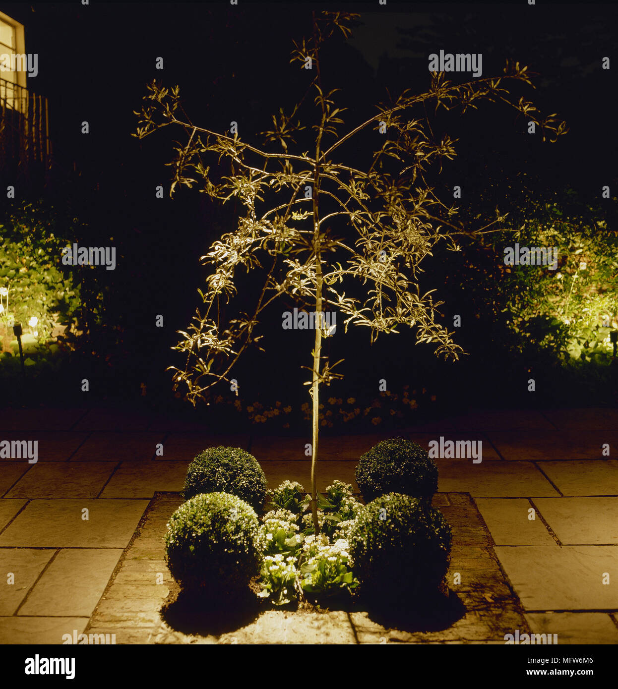 Paved patio with tree and topiary shrubs illuminated at night Stock ...