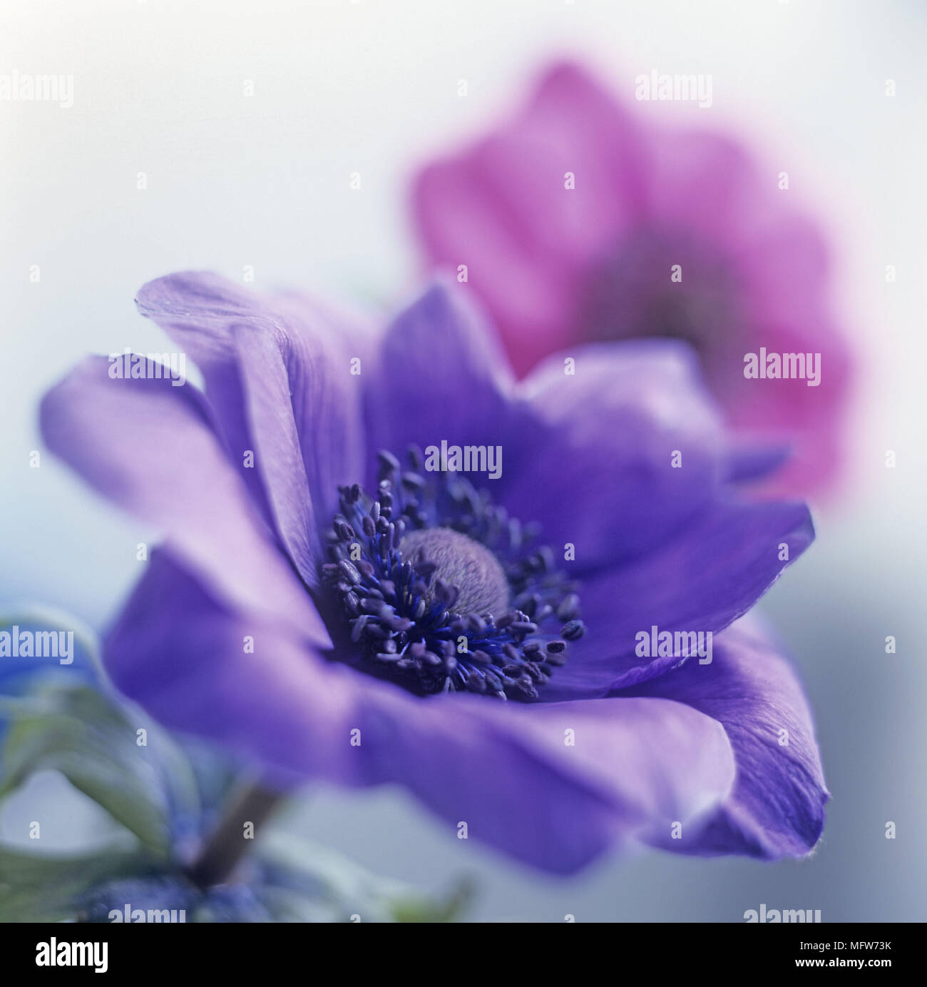 Close up of a blue Anemone flowers commonly known as Windflower Stock ...
