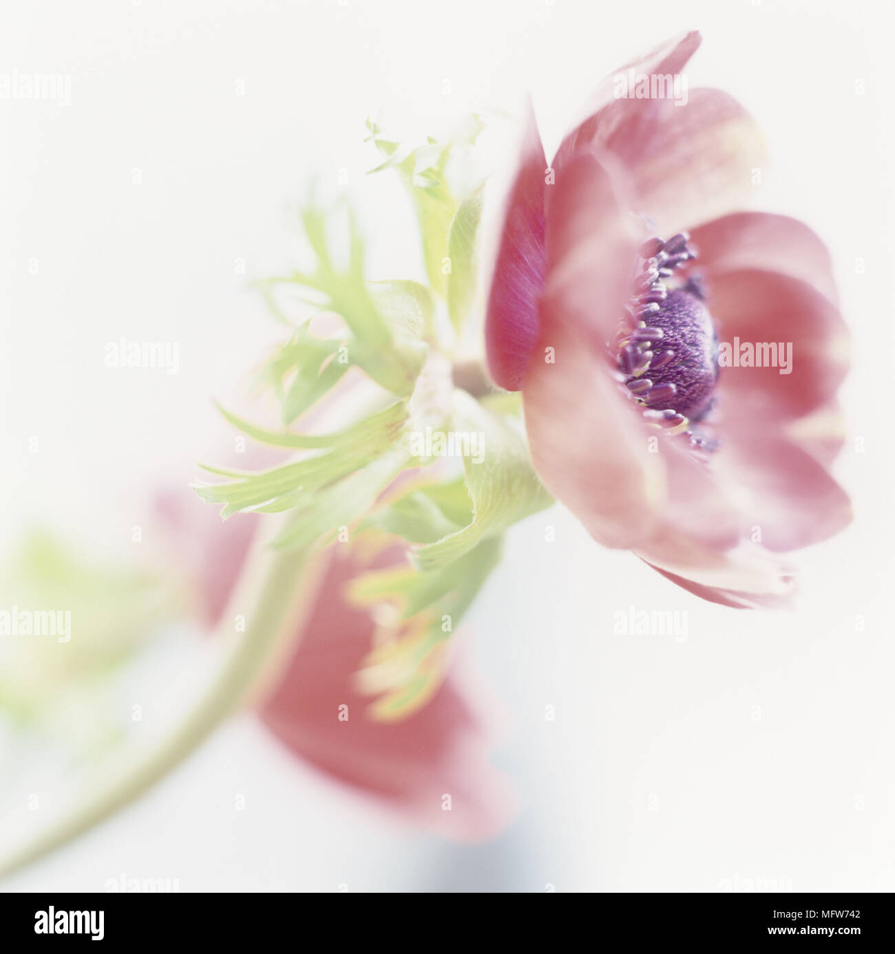 Close up of a single red Anemone commonly known as Windflower Stock ...