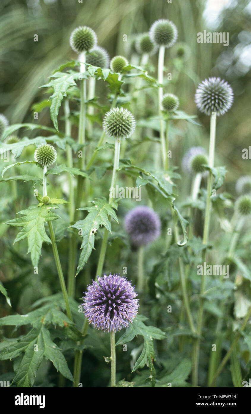 Echinops commonly known as Globe Thistle Stock Photo - Alamy