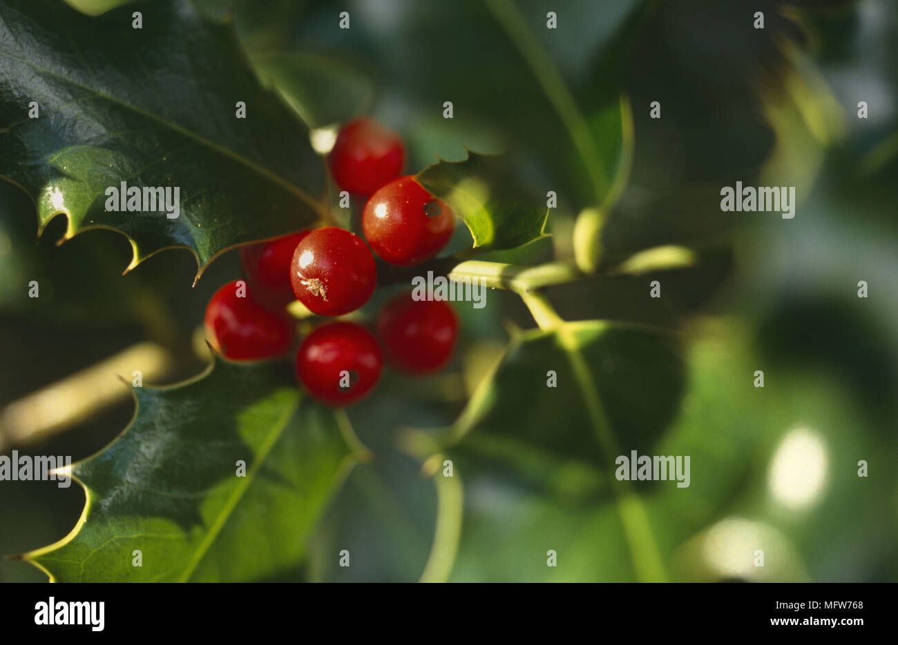 Red berries of Ilex commonly known as Holly Stock Photo - Alamy
