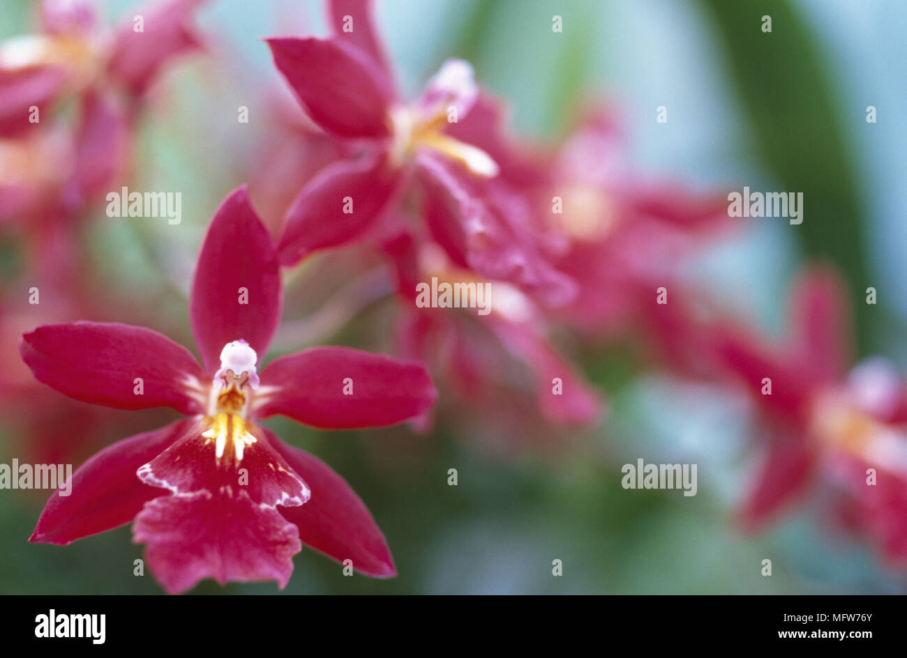 Kirsh hi-res stock photography and images - Alamy