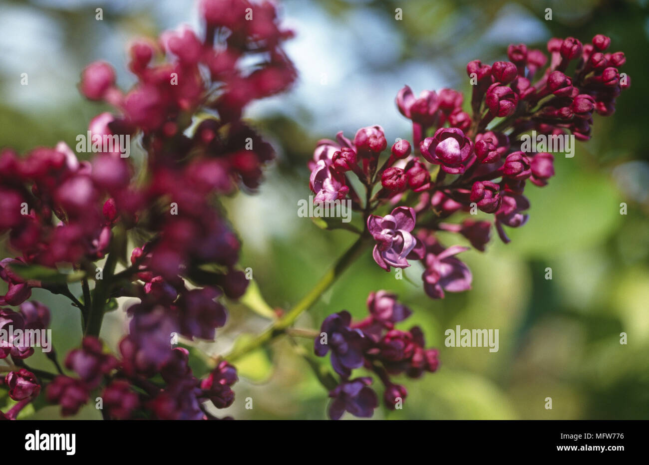 Single syringa hi-res stock photography and images - Alamy