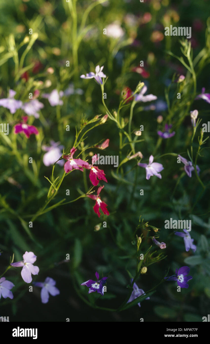 Trailing lobelia hi-res stock photography and images - Alamy
