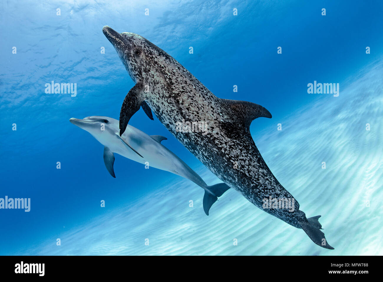 Atlantic Spotted Dolphin Calf