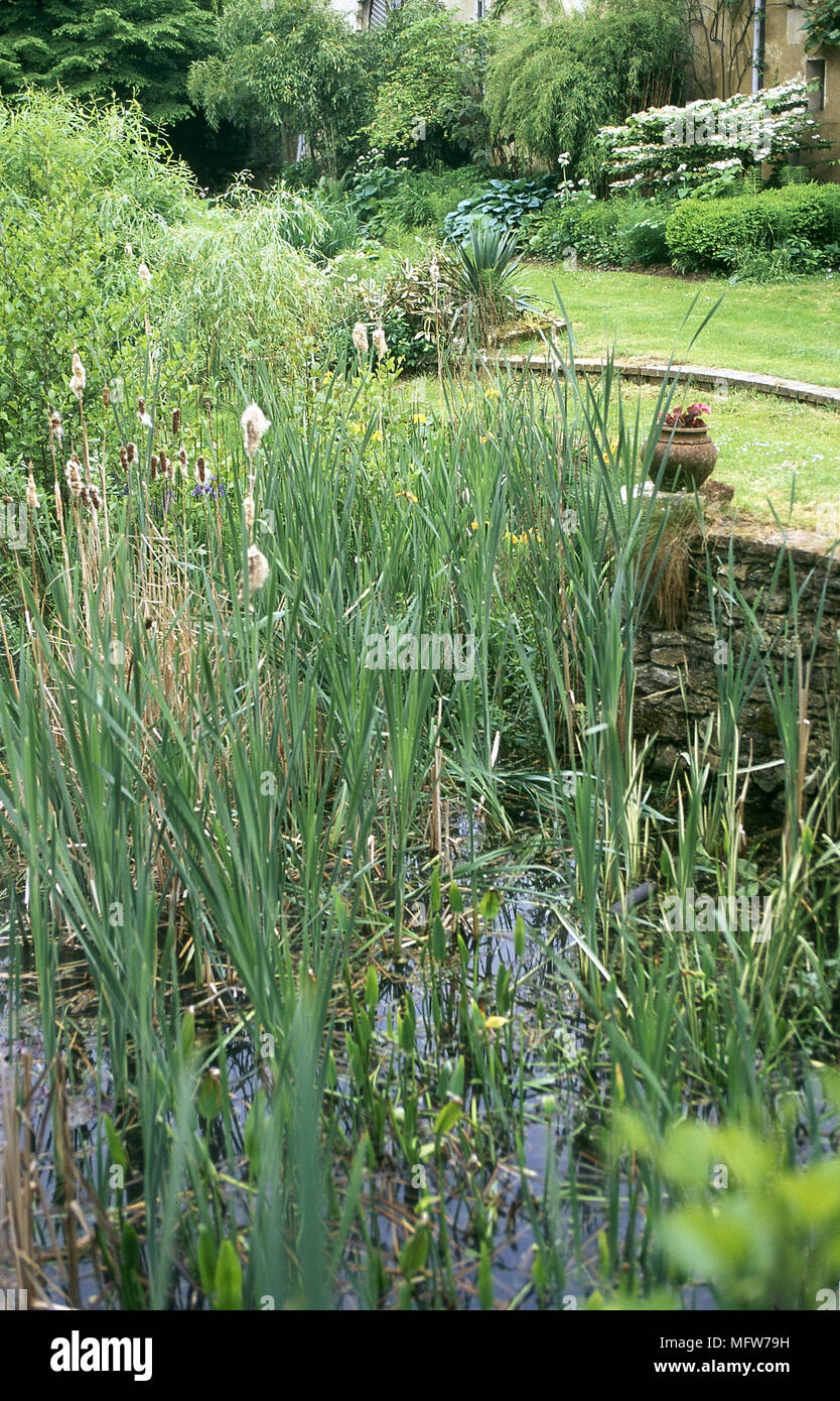 Grasses and reeds hi-res stock photography and images - Alamy