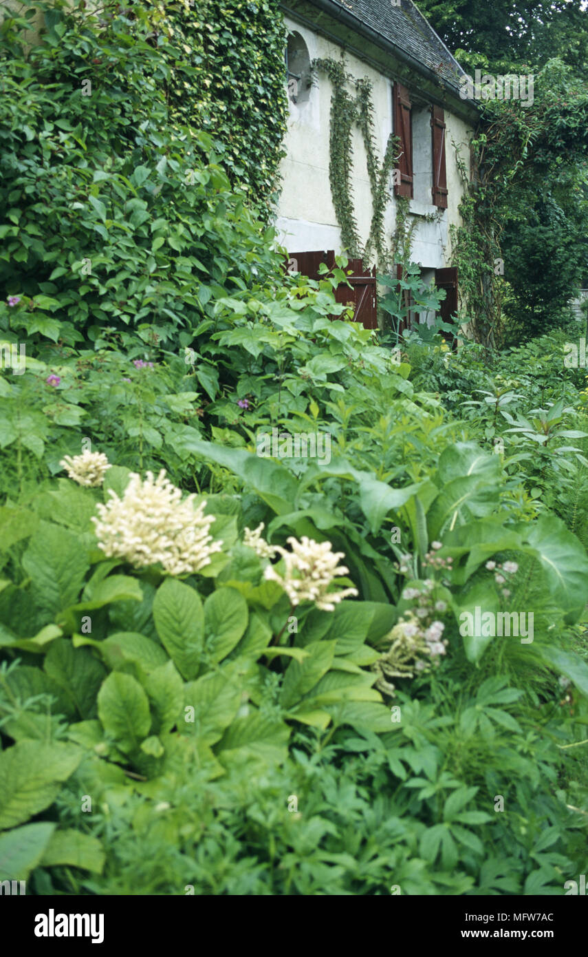Garden detail flowering shrubs gardens borders Stock Photo - Alamy