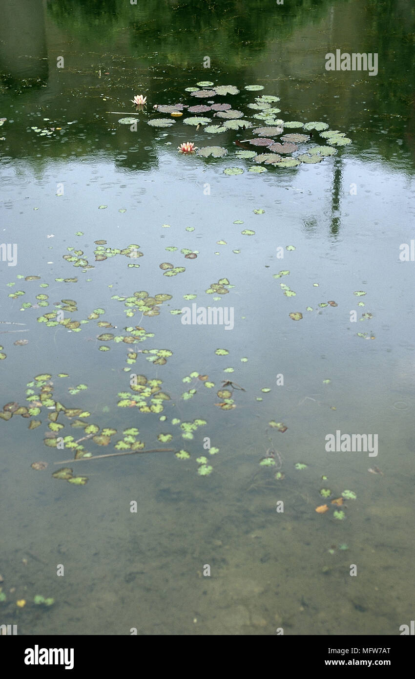 Ponds lakes hi-res stock photography and images - Alamy