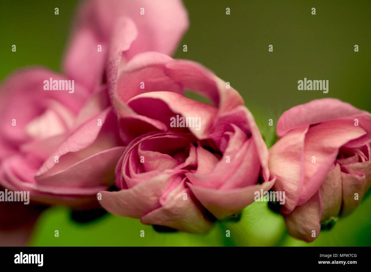 Close up of pink flower buds Stock Photo - Alamy