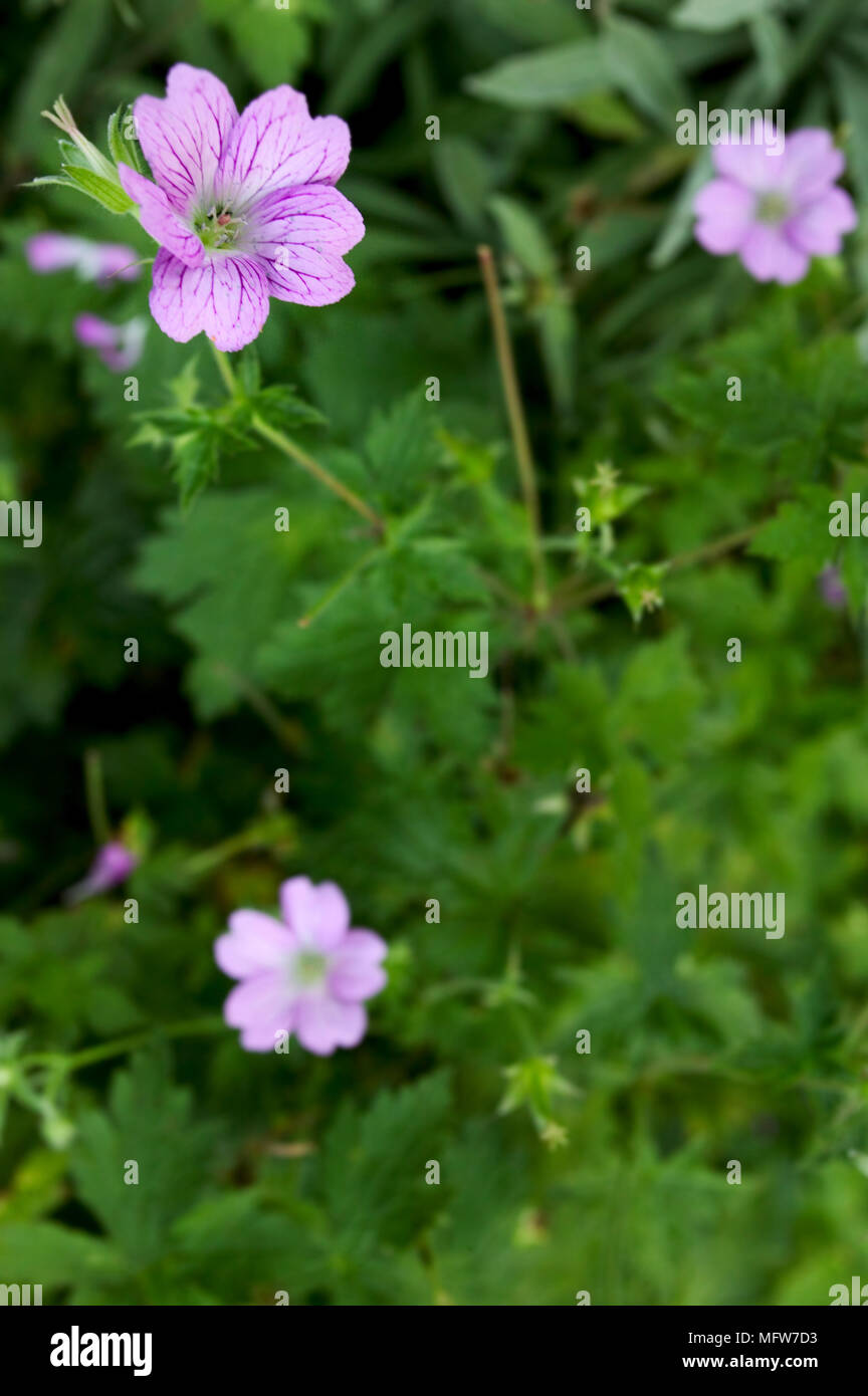 Close up of pink hardy Geranium flowers commonly known as Cranesbill ...
