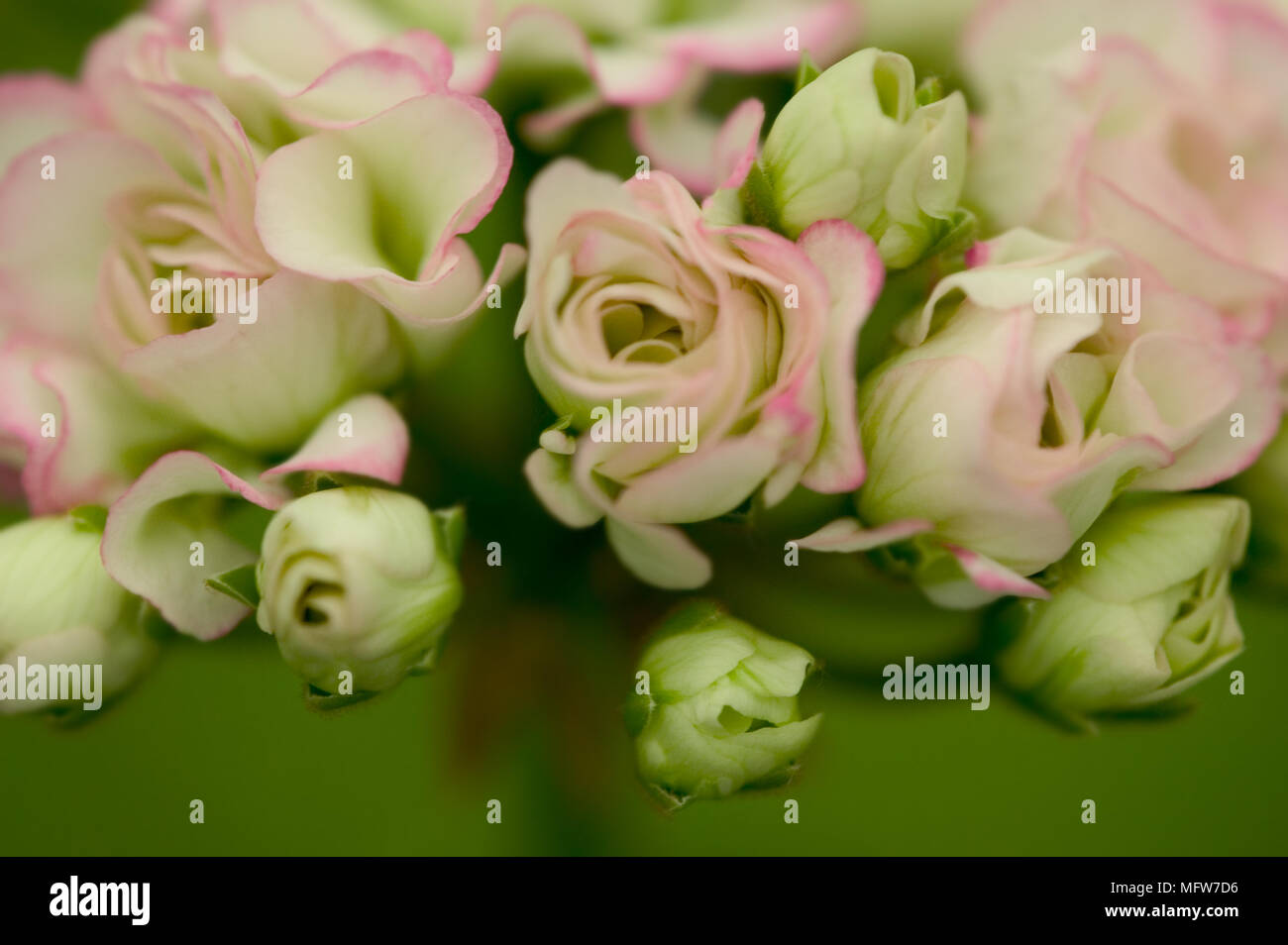 Pink tinged in bud hi-res stock photography and images - Alamy