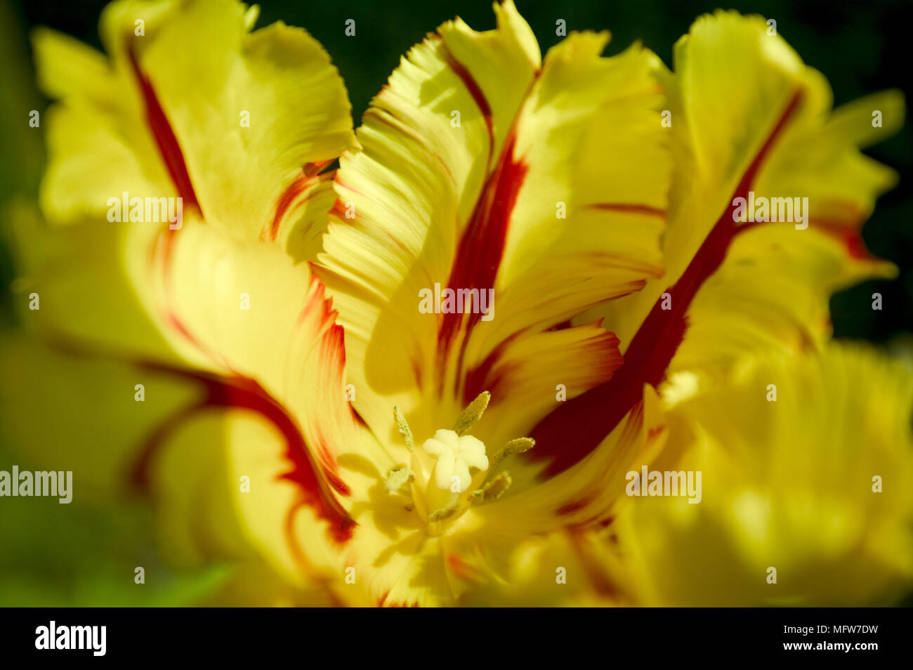 Close up of yellow red variegated tulip Stock Photo - Alamy