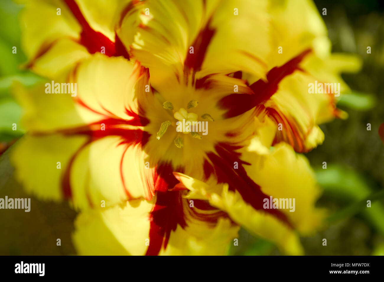 Close up of yellow red variegated tulip Stock Photo - Alamy