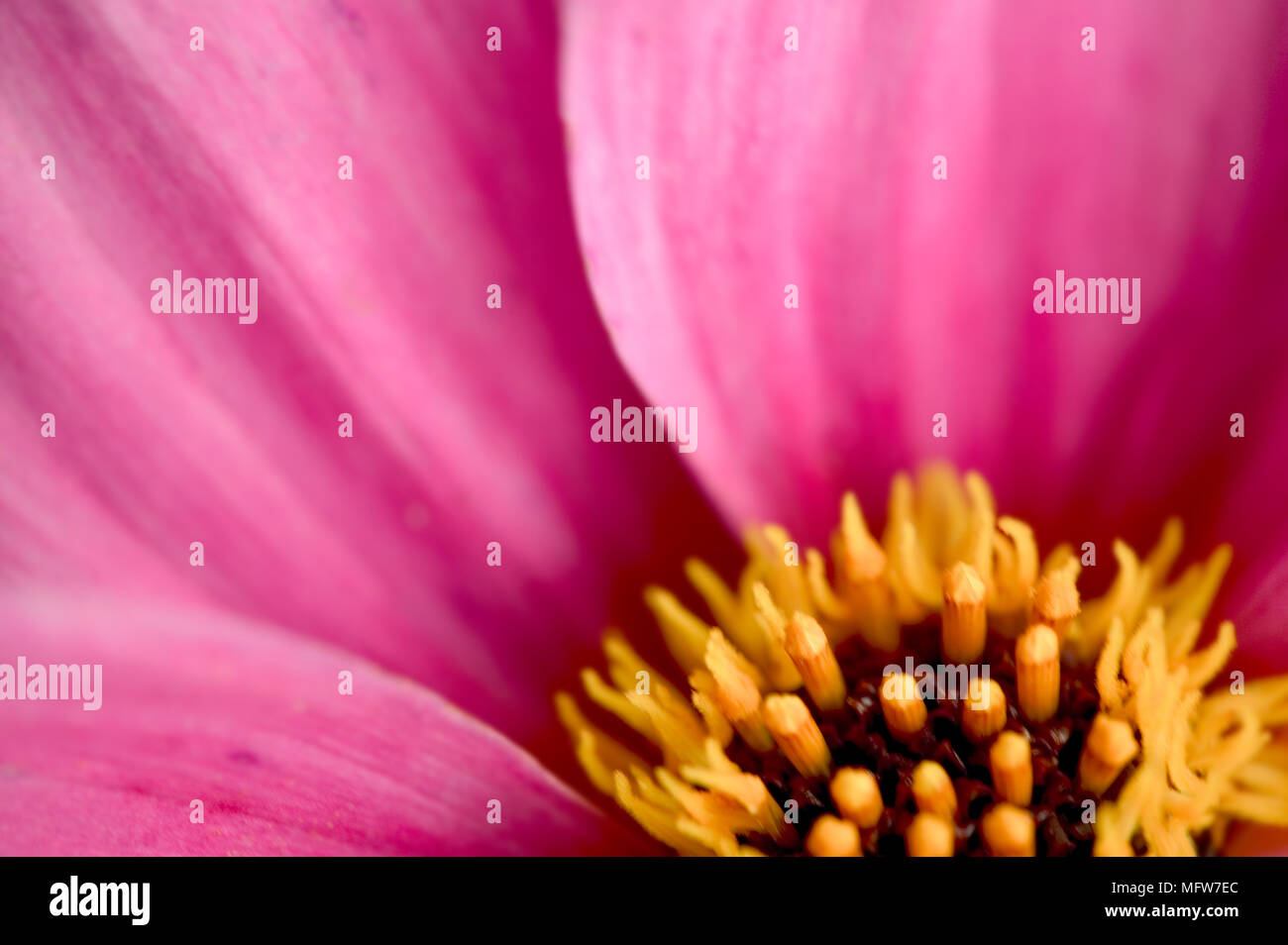 Pink flower petals Stock Photo - Alamy