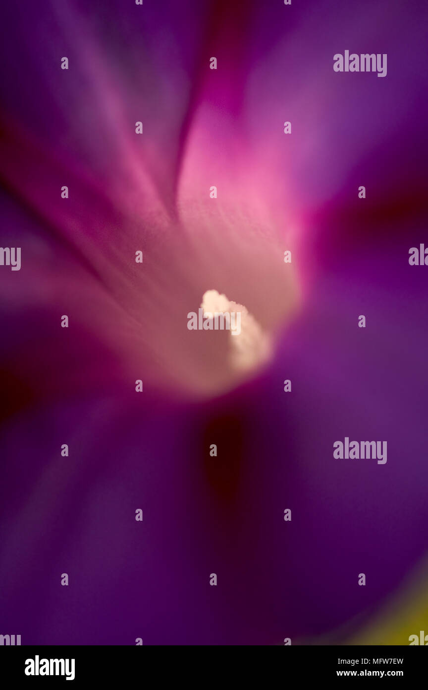 Purple flower flowers detail Stock Photo - Alamy