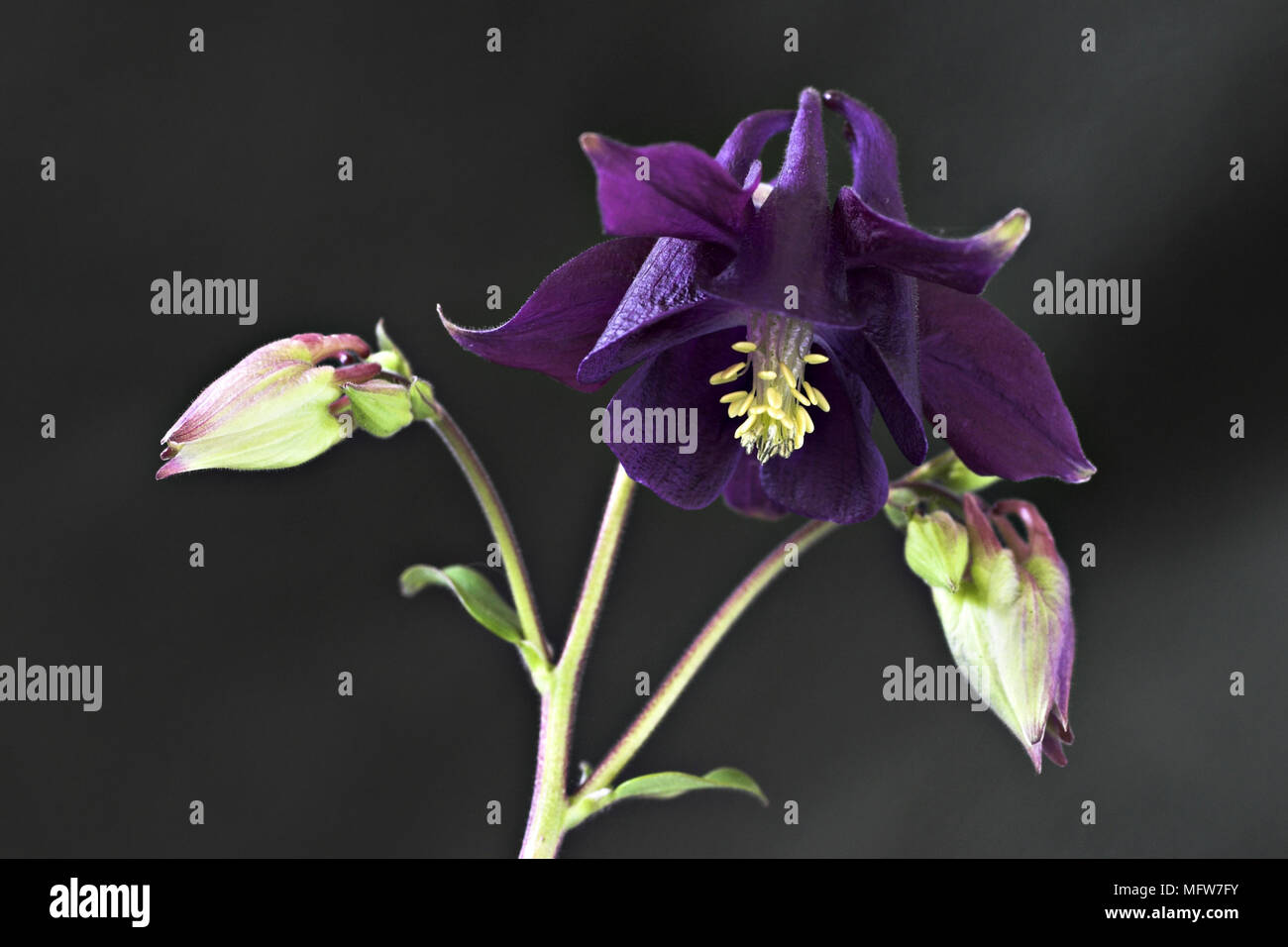 Columbine detail hi-res stock photography and images - Alamy