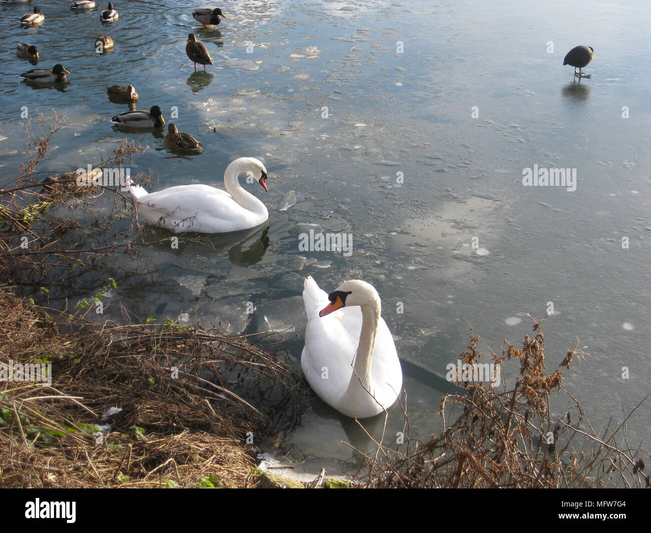 swan on ice Stock Photo - Alamy