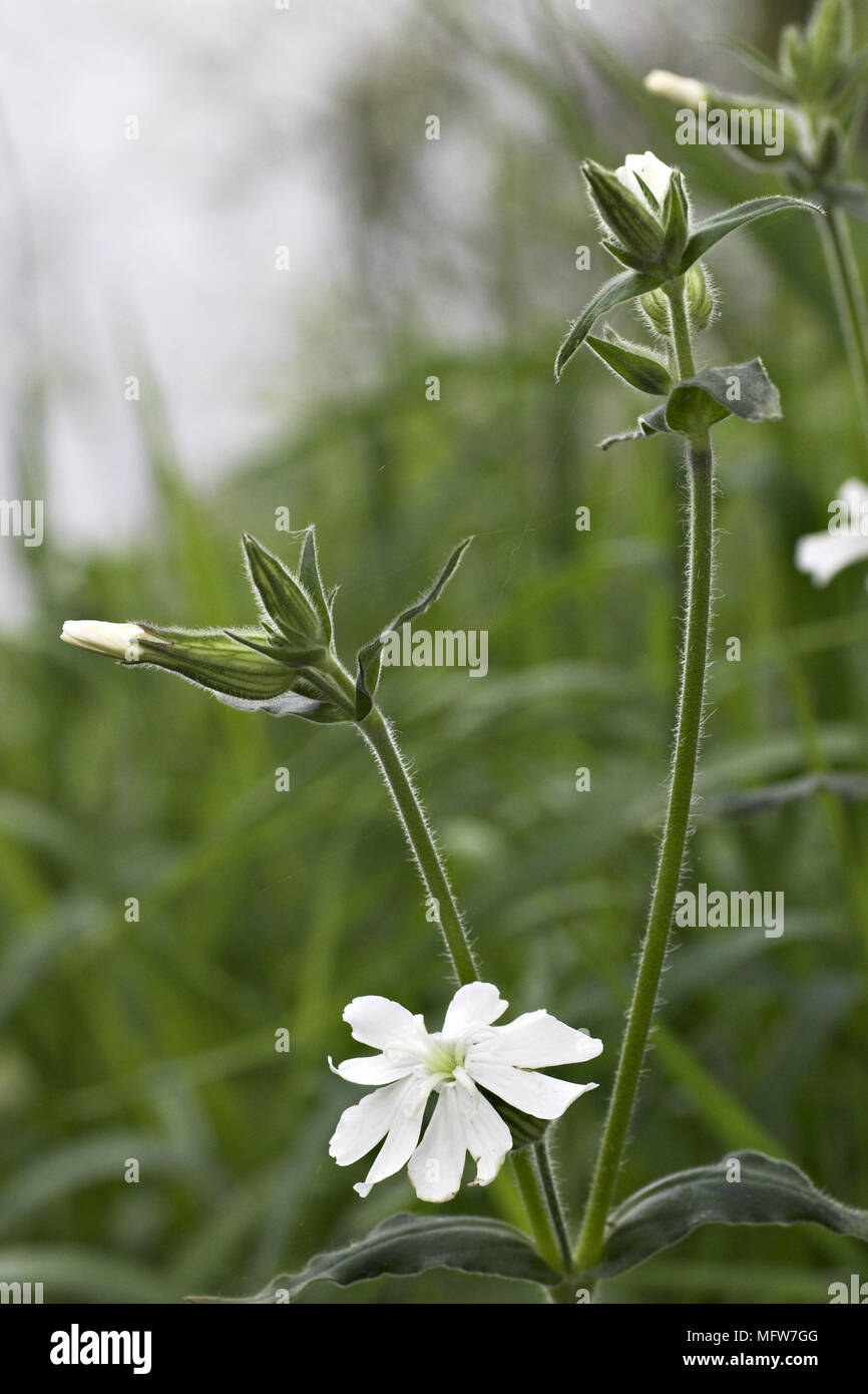Silene alba White Campion flowers detail Stock Photo - Alamy