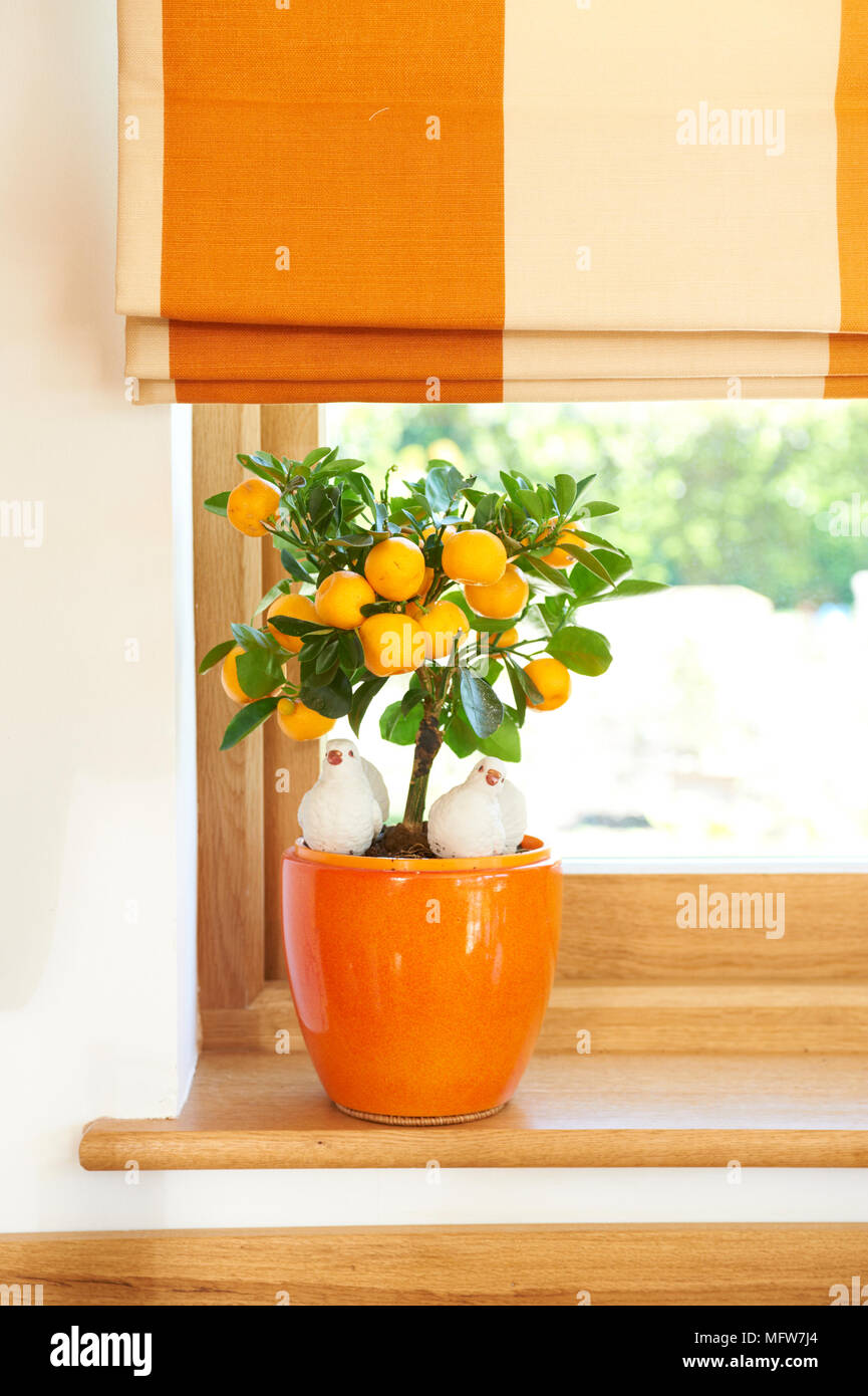 Apricot tree pot hi-res stock photography and images - Alamy