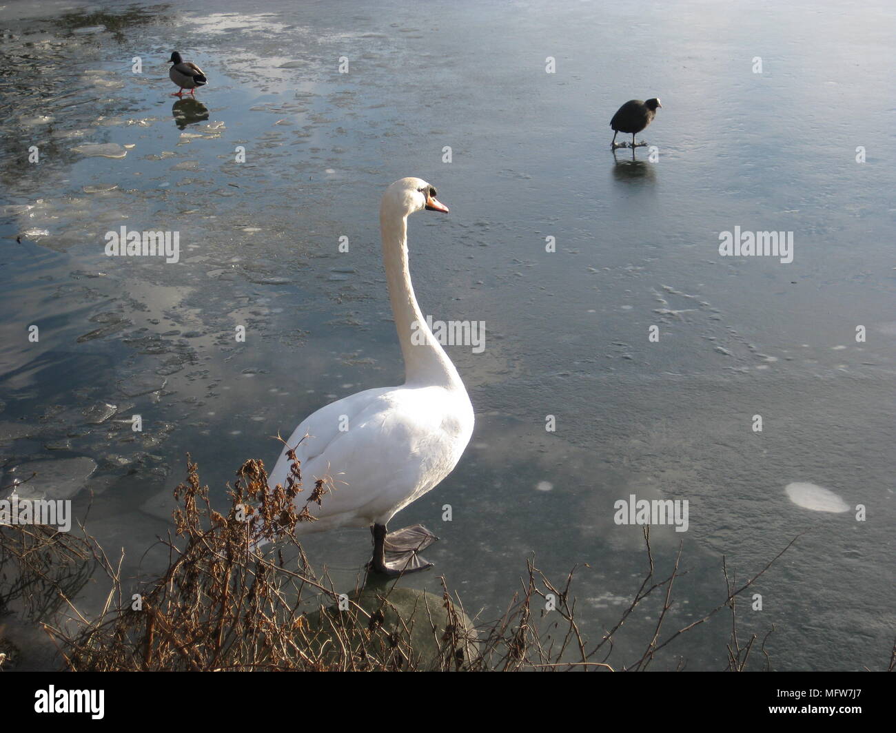 Graham swan hi-res stock photography and images - Alamy