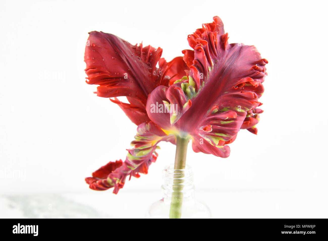 Frilly petal hi-res stock photography and images - Alamy