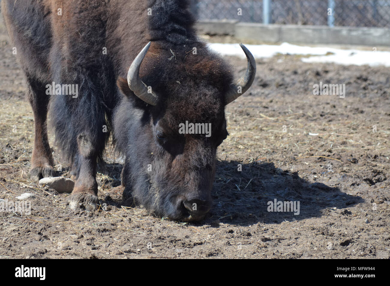 Large bison hi-res stock photography and images - Alamy