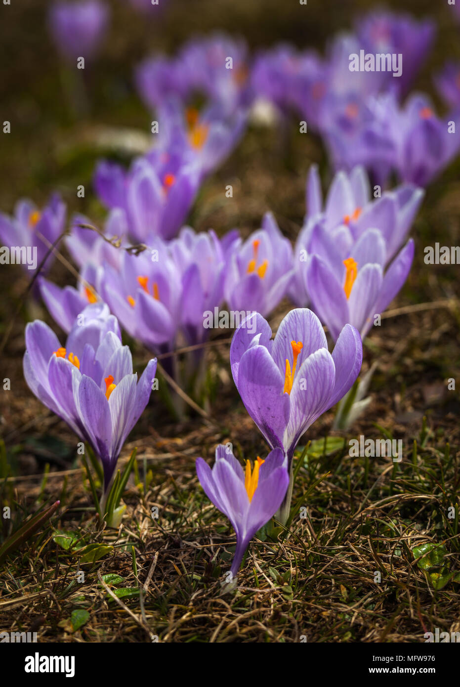Flowering of wild crocuses in the plain of Campo Imperatore. Gran Sasso ...