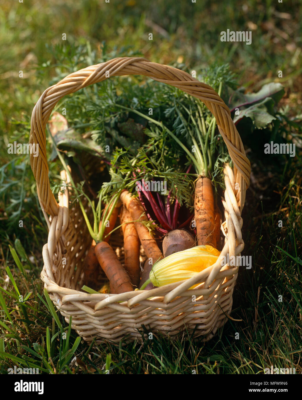 A basket of organic vegetables Stock Photo - Alamy