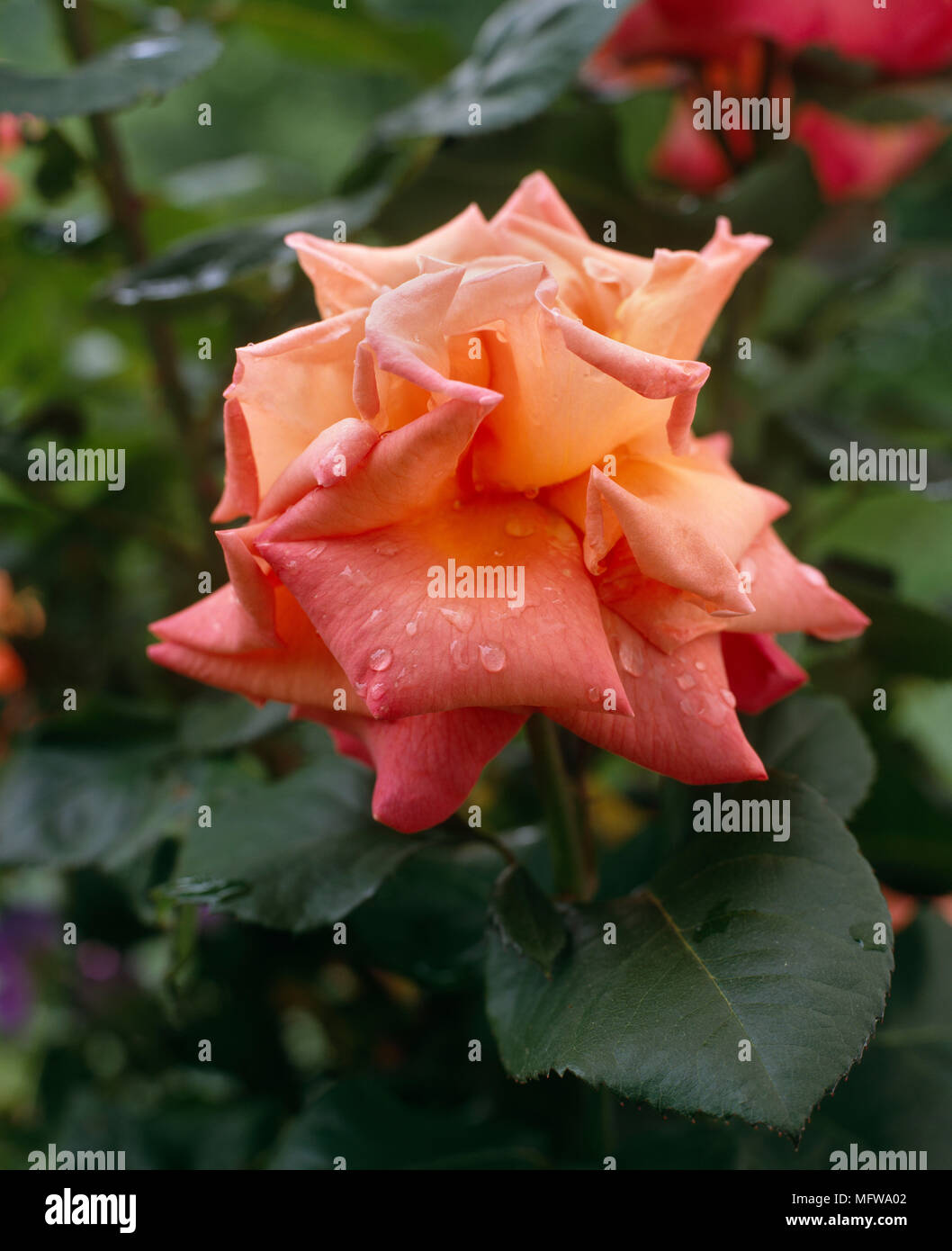 Image of peach rose hi-res stock photography and images - Alamy