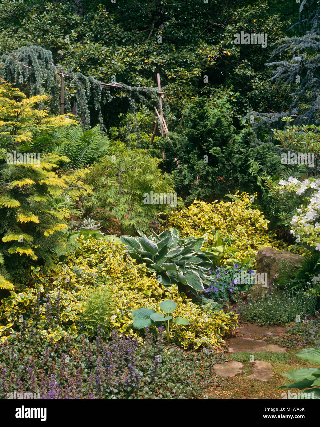 Densely planted garden border with shrubs and hosta Stock Photo - Alamy