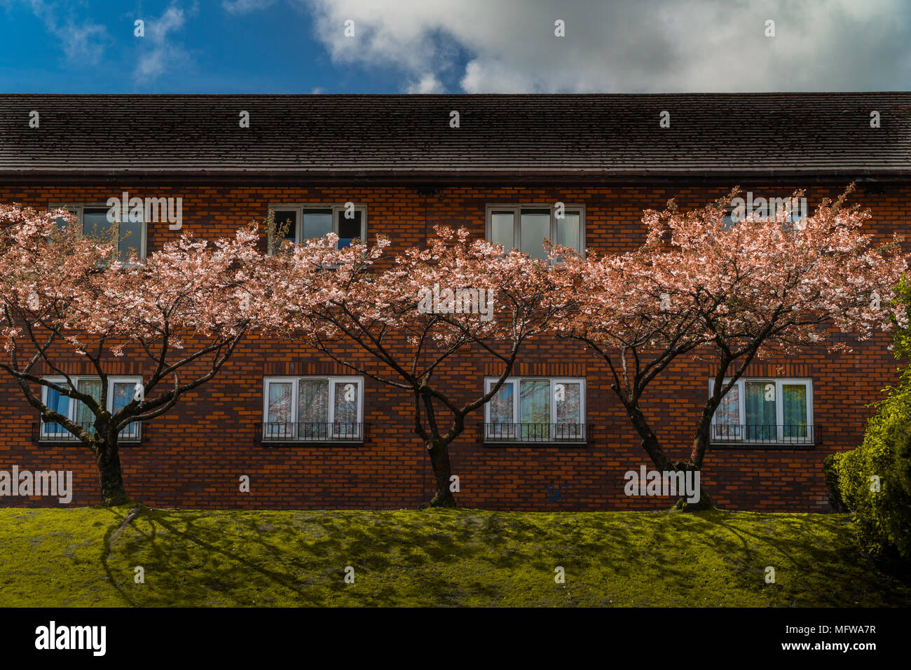 Row of cherry blossom trees hi-res stock photography and images - Alamy