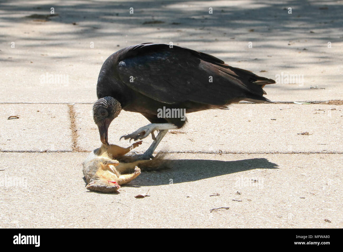 Vulture eating carcass hi-res stock photography and images - Alamy