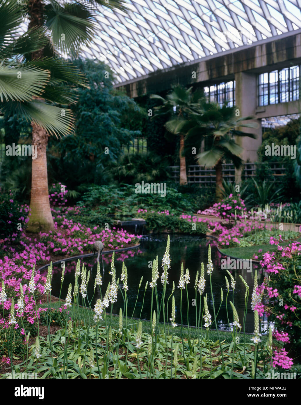 Exotic and tropical plants in conservatory garden Stock Photo - Alamy