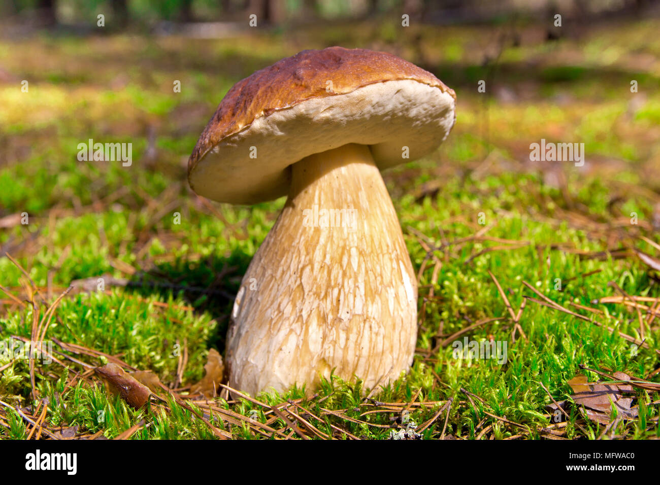 Cep mushroom . Mushrooms in the moss in the forest under the rays of ...