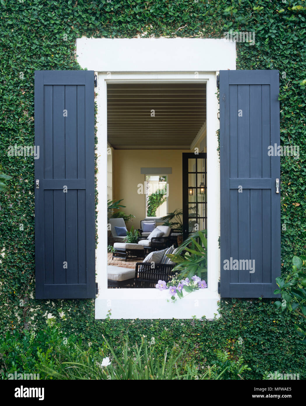 Exterior of window with blue shutters surrounded by climbing plant with ...