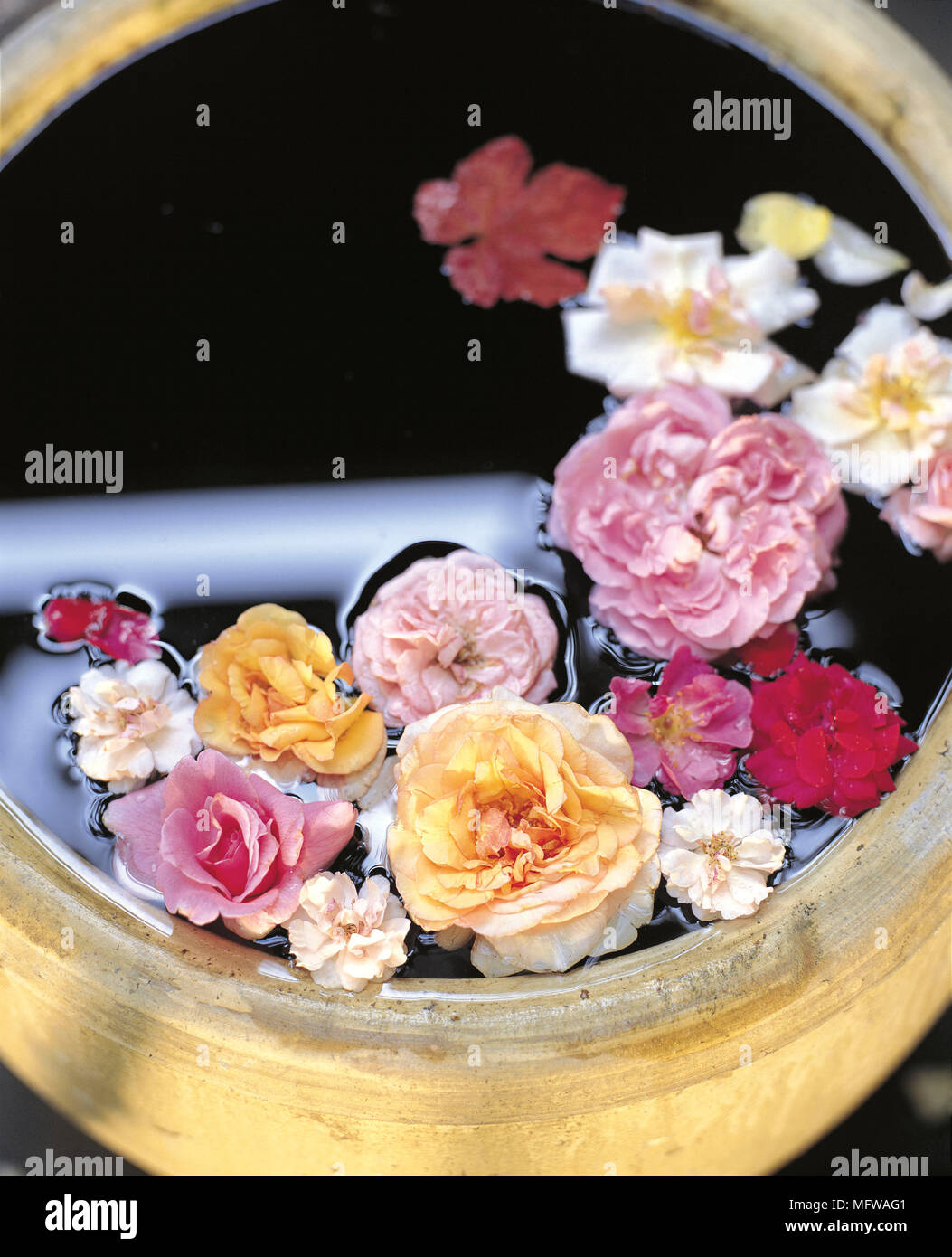 Flower heads floating in water Stock Photo - Alamy