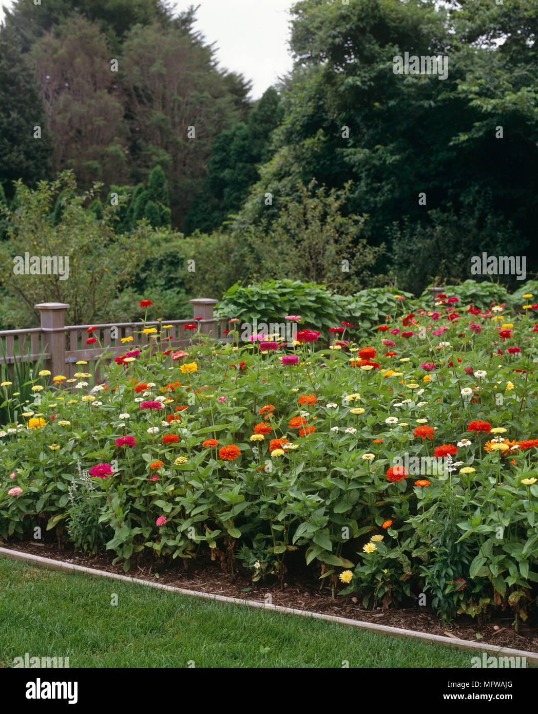 Garden flower border with red and yellow flowers Stock Photo - Alamy