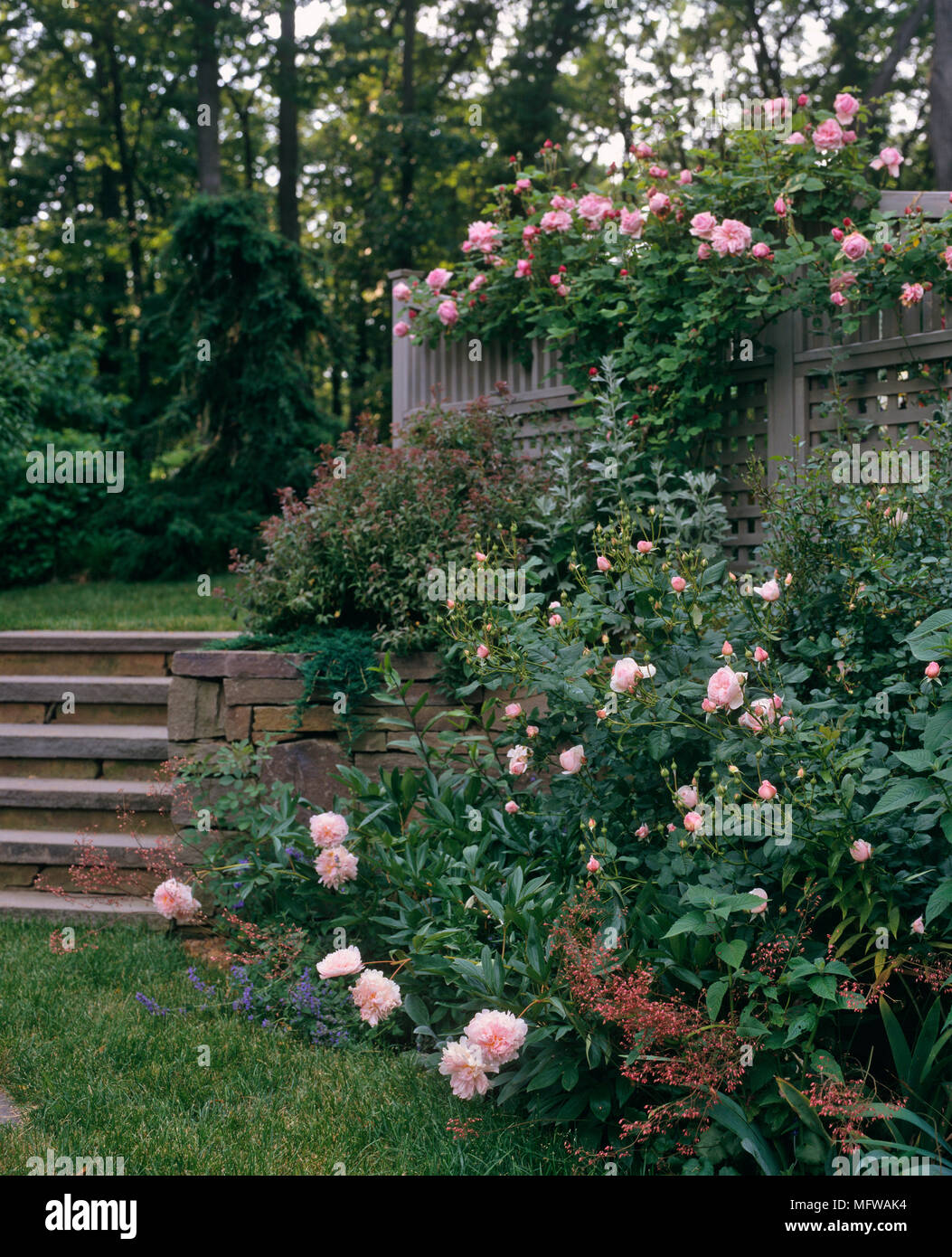 Trellis With Climbing Roses Stock Photos & Trellis With Climbing Roses ...